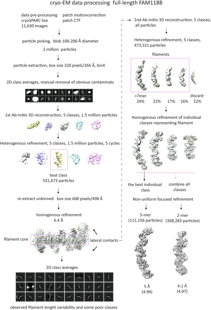 Filament formation and NAD processing by noncanonical human FAM118 ...