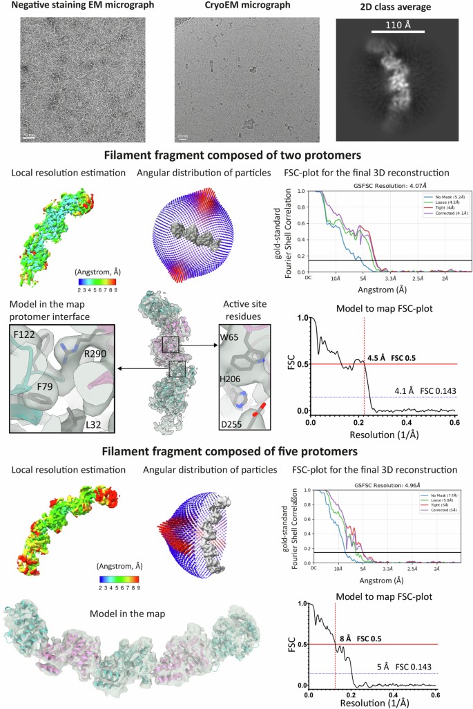 Filament formation and NAD processing by noncanonical human FAM118 ...