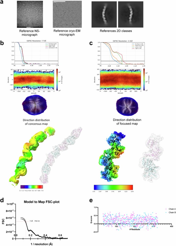 Filament formation and NAD processing by noncanonical human FAM118 ...