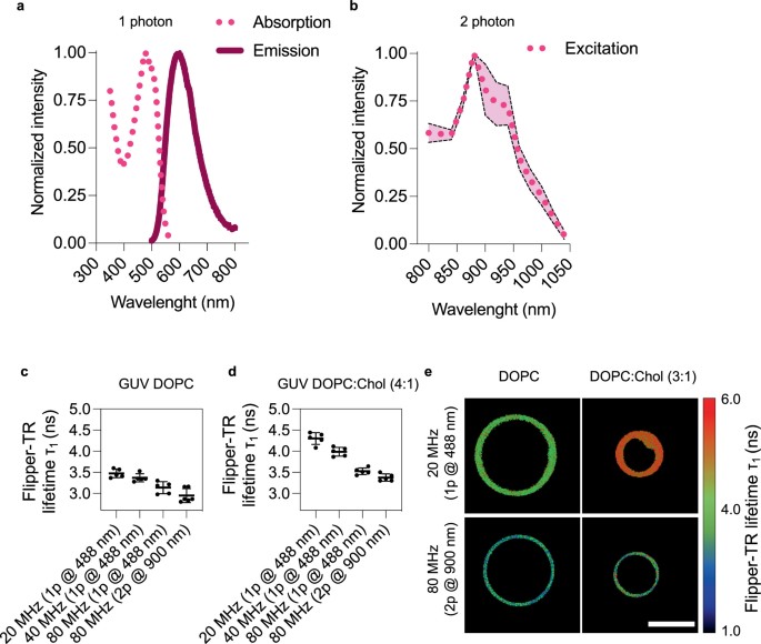 Tutorial: fluorescence lifetime microscopy of membrane mechanosensitive ...