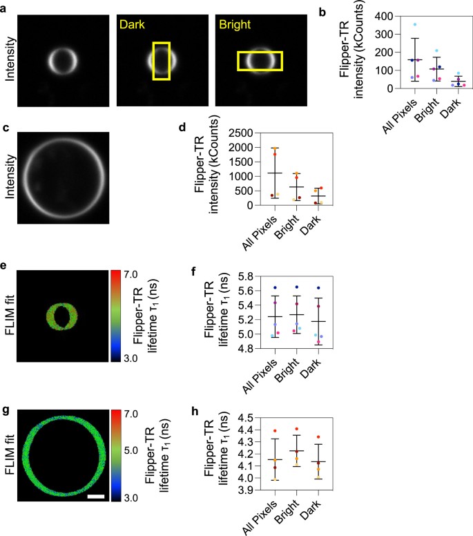 Tutorial: fluorescence lifetime microscopy of membrane mechanosensitive ...