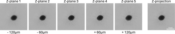 Sequential orthogonal assays for longitudinal and endpoint ...
