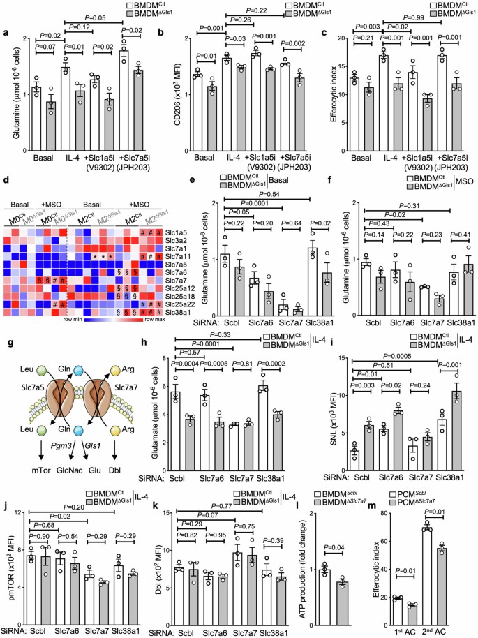 Slc7a7 licenses macrophage glutaminolysis for restorative functions in ...