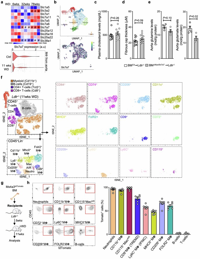Slc7a7 licenses macrophage glutaminolysis for restorative functions in ...