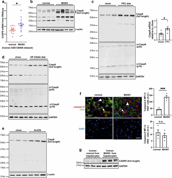 A non-apoptotic caspase-8–meteorin pathway in hepatocytes promotes MASH ...