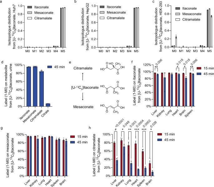 In vivo itaconate tracing reveals degradation pathway and turnover ...