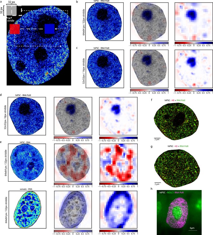 A deep learning method that identifies cellular heterogeneity using ...
