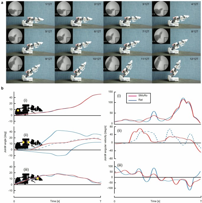 Modulating emotional states of rats through a rat-like robot with ...
