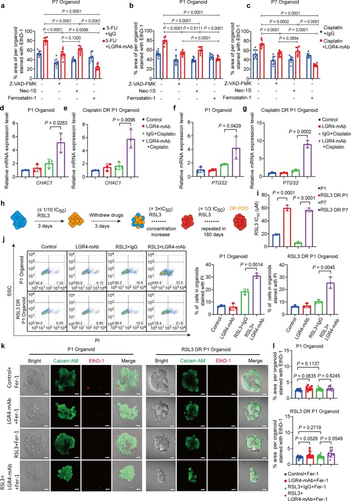Targeted activation of ferroptosis in colorectal cancer via LGR4 ...