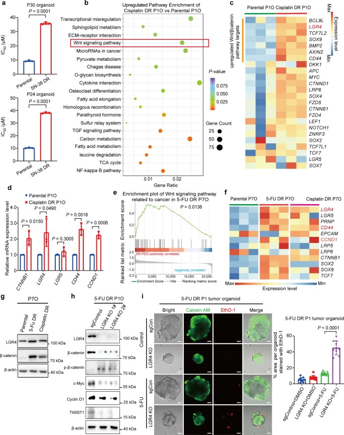 Targeted activation of ferroptosis in colorectal cancer via LGR4 ...