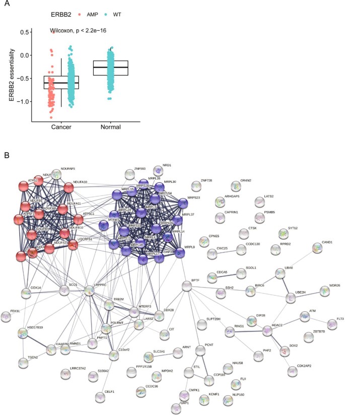 Building a translational cancer dependency map for The Cancer Genome ...
