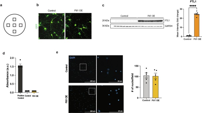 Targeting iron-associated protein Ftl1 in the brain of old mice ...