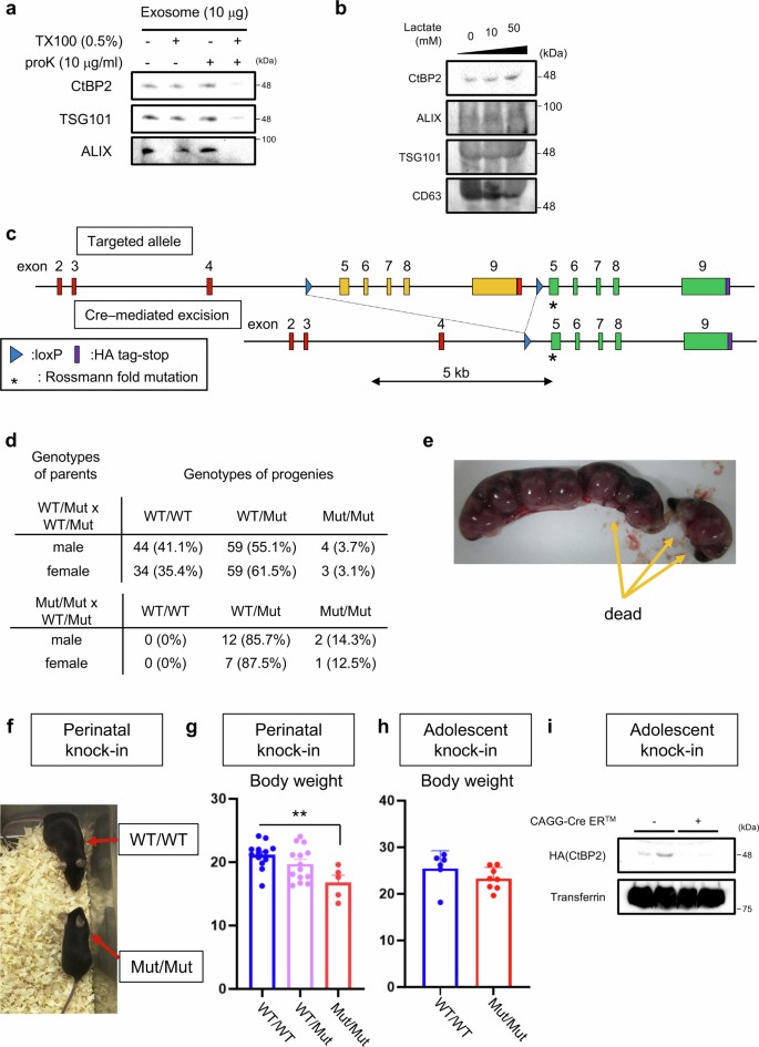 The secreted metabolite sensor CtBP2 links metabolism to healthy ...