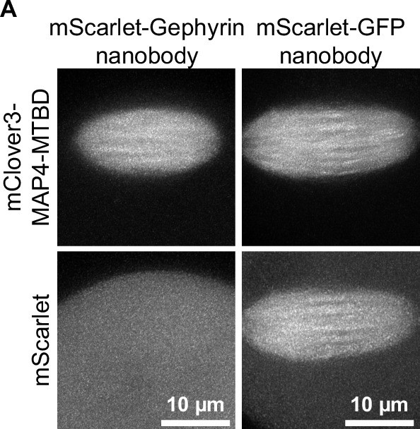 A versatile cohesion manipulation system probes female reproductive age ...