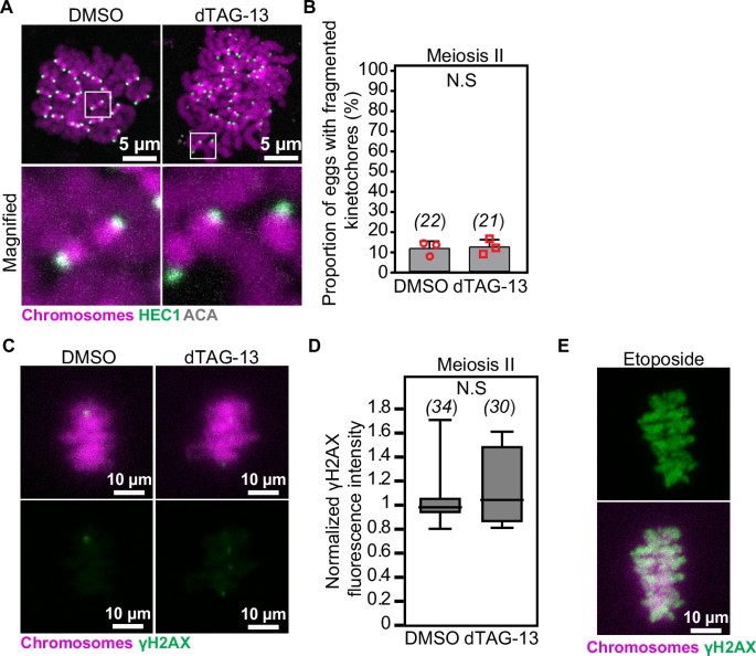 A versatile cohesion manipulation system probes female reproductive age ...
