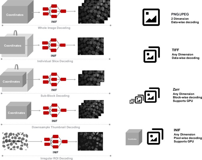 Implicit neural image field for biological microscopy image compression ...