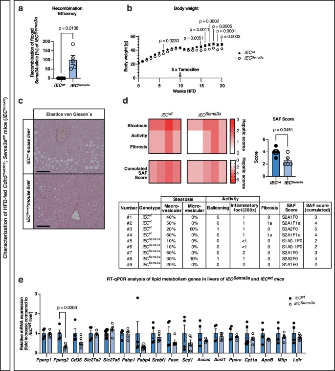 Semaphorin-3A regulates liver sinusoidal endothelial cell porosity and ...