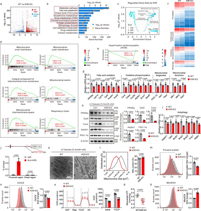 Klf9 is essential for cardiac mitochondrial homeostasis | Nature ...