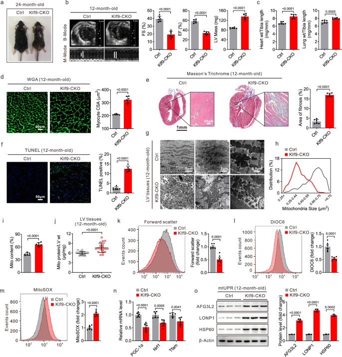 Klf9 is essential for cardiac mitochondrial homeostasis | Nature ...
