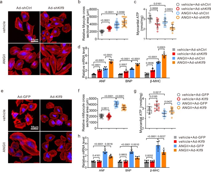 Klf9 is essential for cardiac mitochondrial homeostasis | Nature ...