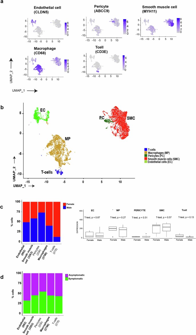 Single-cell RNA sequencing reveals sex differences in the subcellular ...