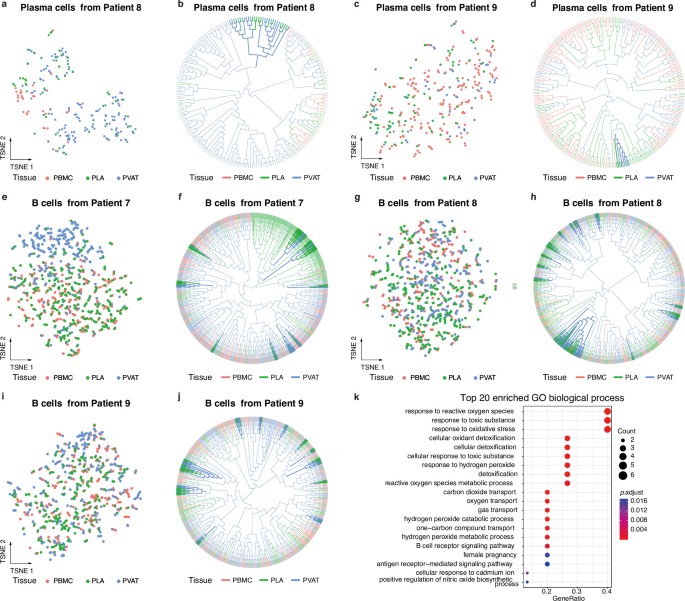 Single-cell spatial transcriptomics of tertiary lymphoid organ-like ...