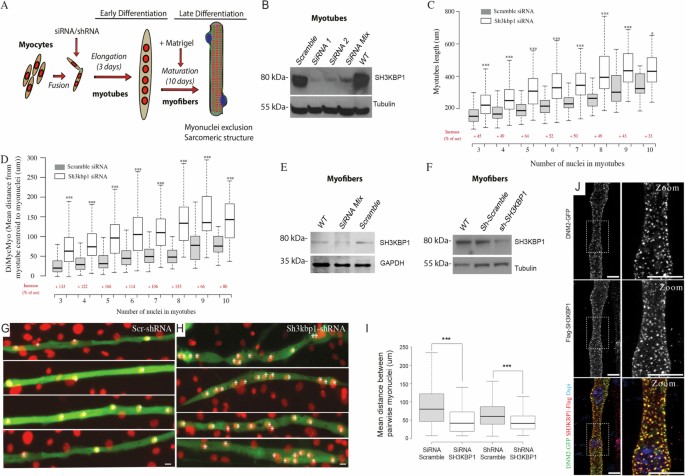 SH3KBP1 promotes skeletal myofiber formation and functionality through ...