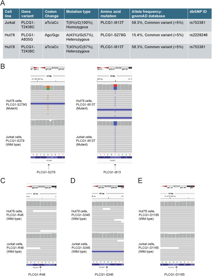 Hyperactive PLCG1 induces cell-autonomous and bystander T cell ...