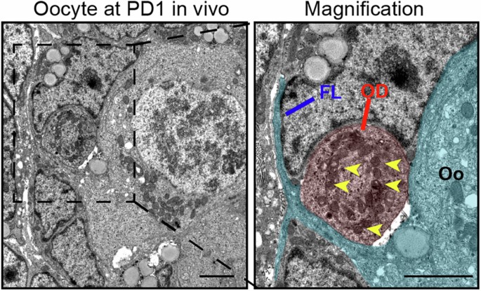 Cyst-independent oocyte phagocytosis builds the female reproductive ...