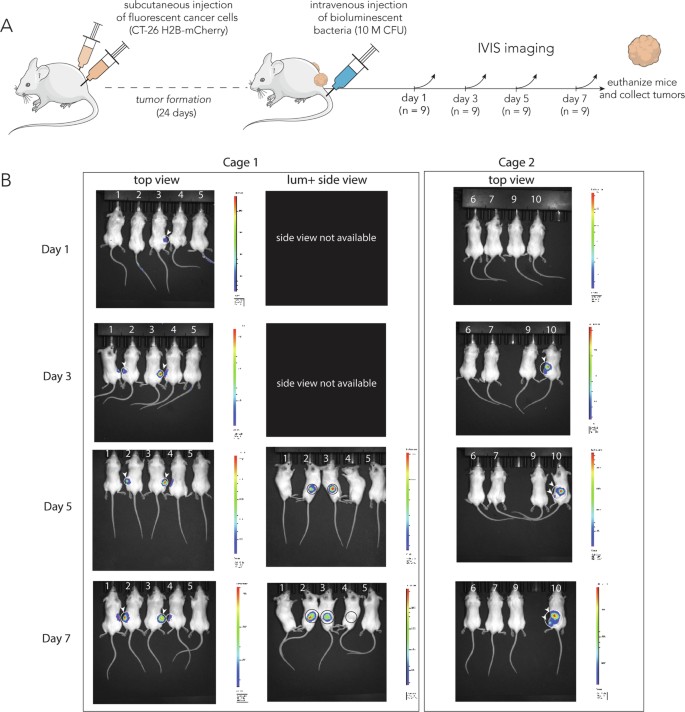Bacterial population dynamics during colonization of solid tumors ...