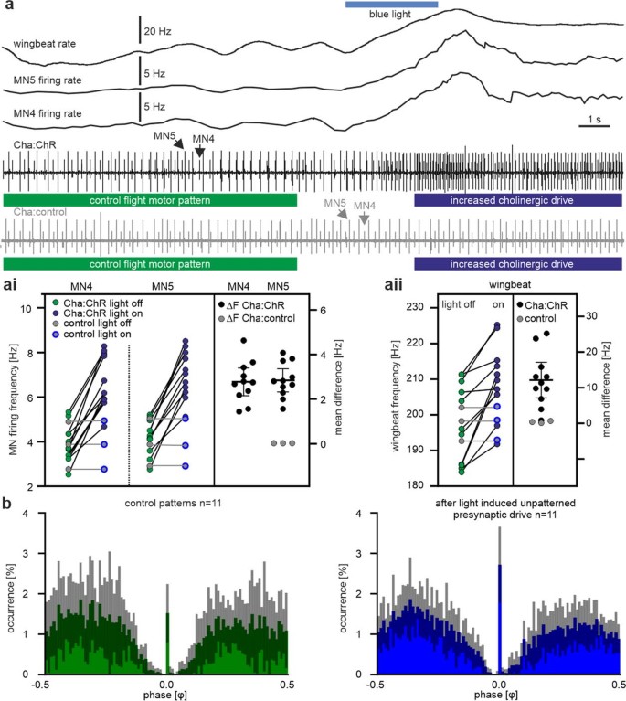 Gap junctions desynchronize a neural circuit to stabilize insect flight ...