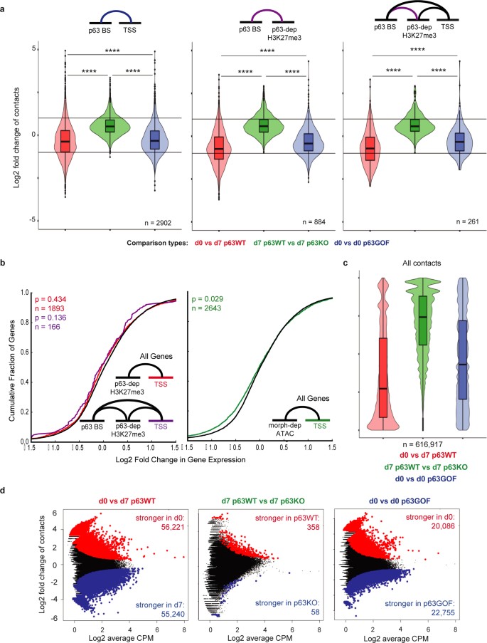 Retinoic acid and BMP4 cooperate with p63 to alter chromatin dynamics ...