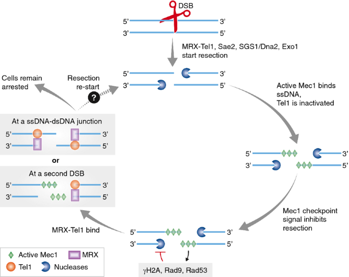 Mec1 and Tel1: an arresting dance of resection | The EMBO Journal ...
