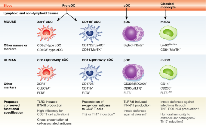 Dendritic cell maturation: functional specialization through signaling ...