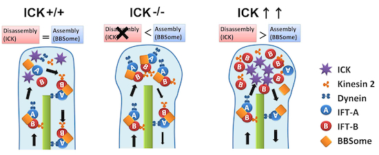 ICK is essential for cell type‐specific ciliogenesis and the regulation ...