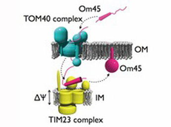 A novel import route for an N‐anchor mitochondrial outer membrane ...