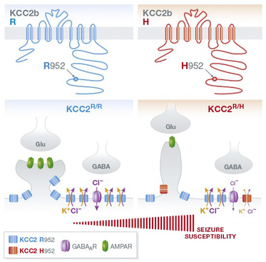 A variant of KCC2 from patients with febrile seizures impairs neuronal ...