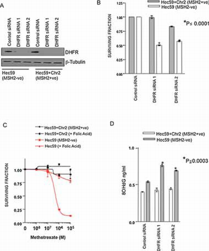 Methotrexate induces oxidative DNA damage and is selectively lethal to ...