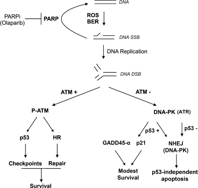 Enhanced cytotoxicity of PARP inhibition in mantle cell lymphoma ...