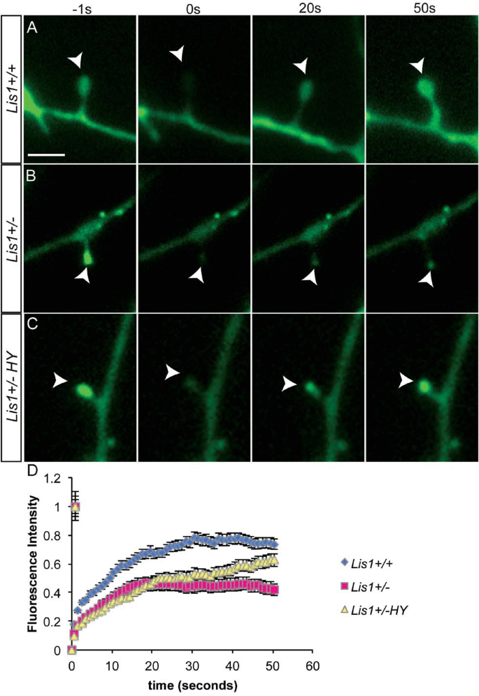 Lis1 controls dynamics of neuronal filopodia and spines to impact ...