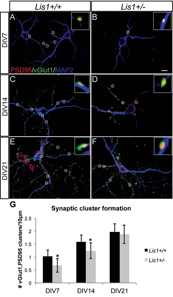 Lis1 controls dynamics of neuronal filopodia and spines to impact ...