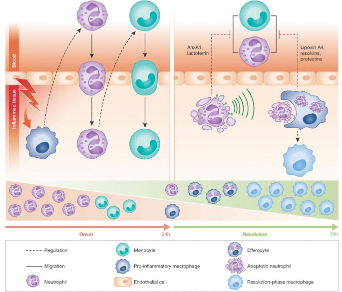 Resolution of inflammation: an integrated view | EMBO Molecular Medicine