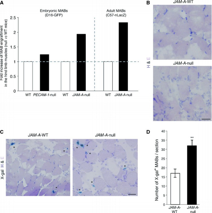 Targeting endothelial junctional adhesion molecule‐A/ EPAC/ Rap‐1 axis ...