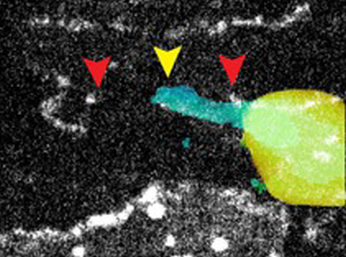 Targeting endothelial junctional adhesion molecule‐A/ EPAC/ Rap‐1 axis ...