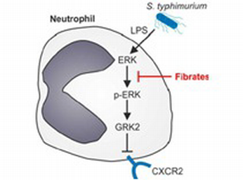 Fibrates ameliorate the course of bacterial sepsis by promoting ...