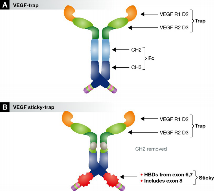 VEGF sticky‐trap: the first report of a non‐systemically acting ...