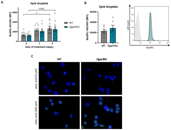 Lazy neutrophils – a lack of DGAT1 reduces the chemotactic activity of ...