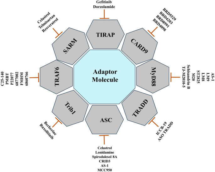 Pharmacological targeting of adaptor proteins in chronic inflammation ...