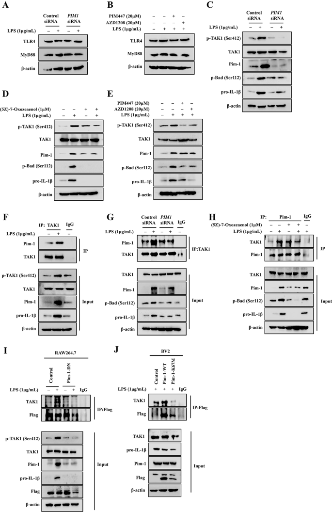 The role of Pim-1 kinases in inflammatory signaling pathways ...