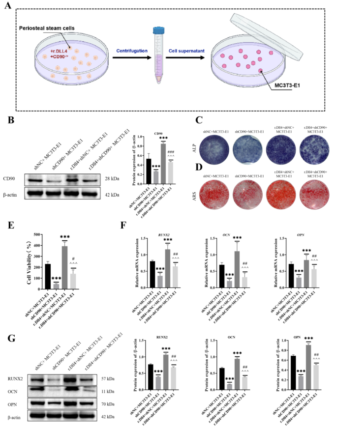 CD90’s role in vascularization and healing of rib fractures: insights ...